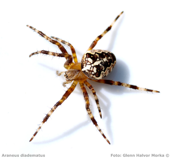 Oppdag og Identifiser Norske Edderkopper